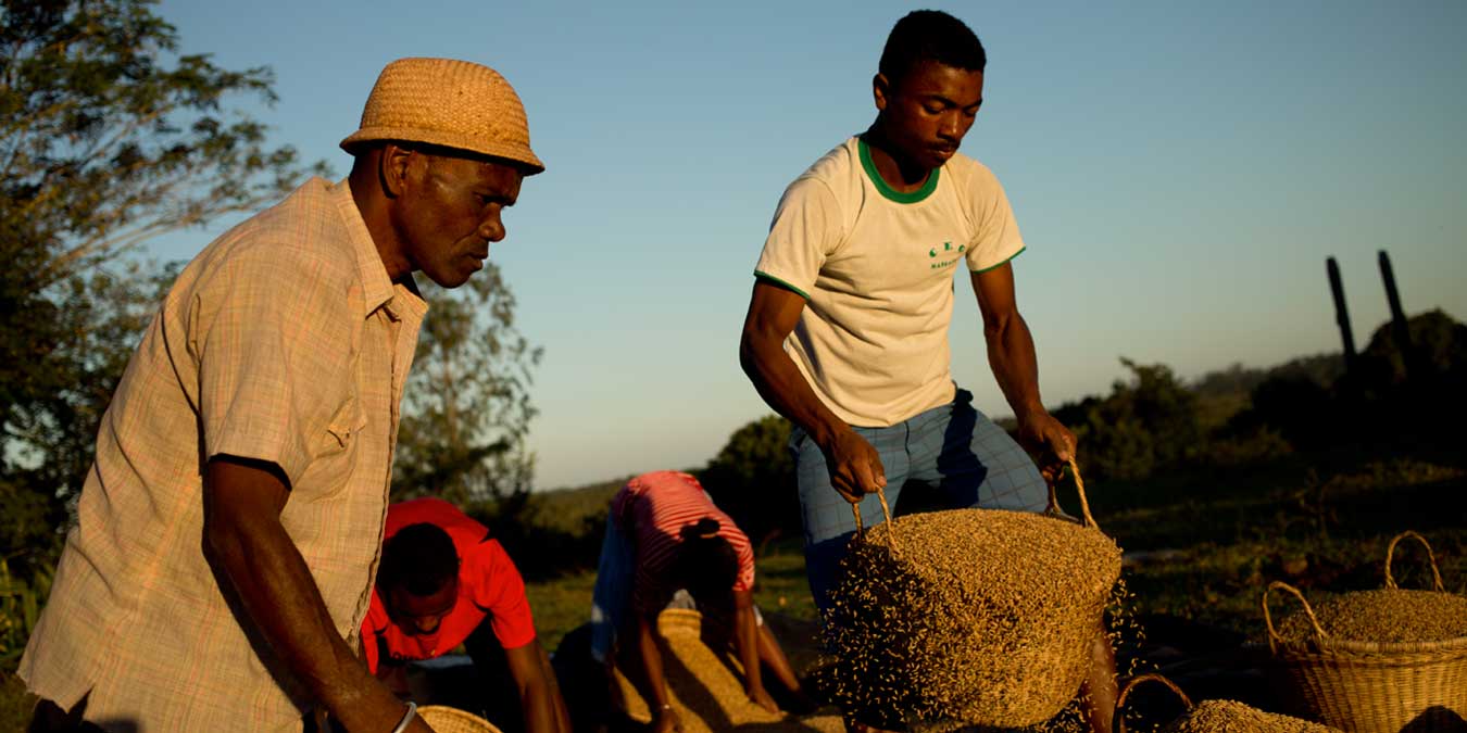 Feeding the Future: IFC’s Global Food Security Platform Confronts ...