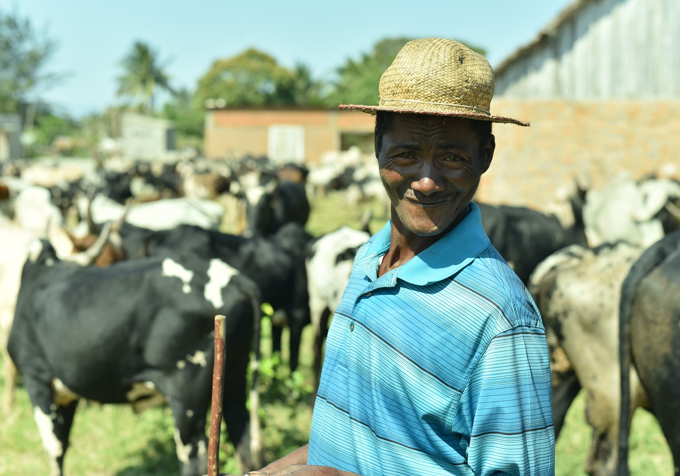 A Modern Tagging System Protects an Ancient Cattle Breed in Madagascar