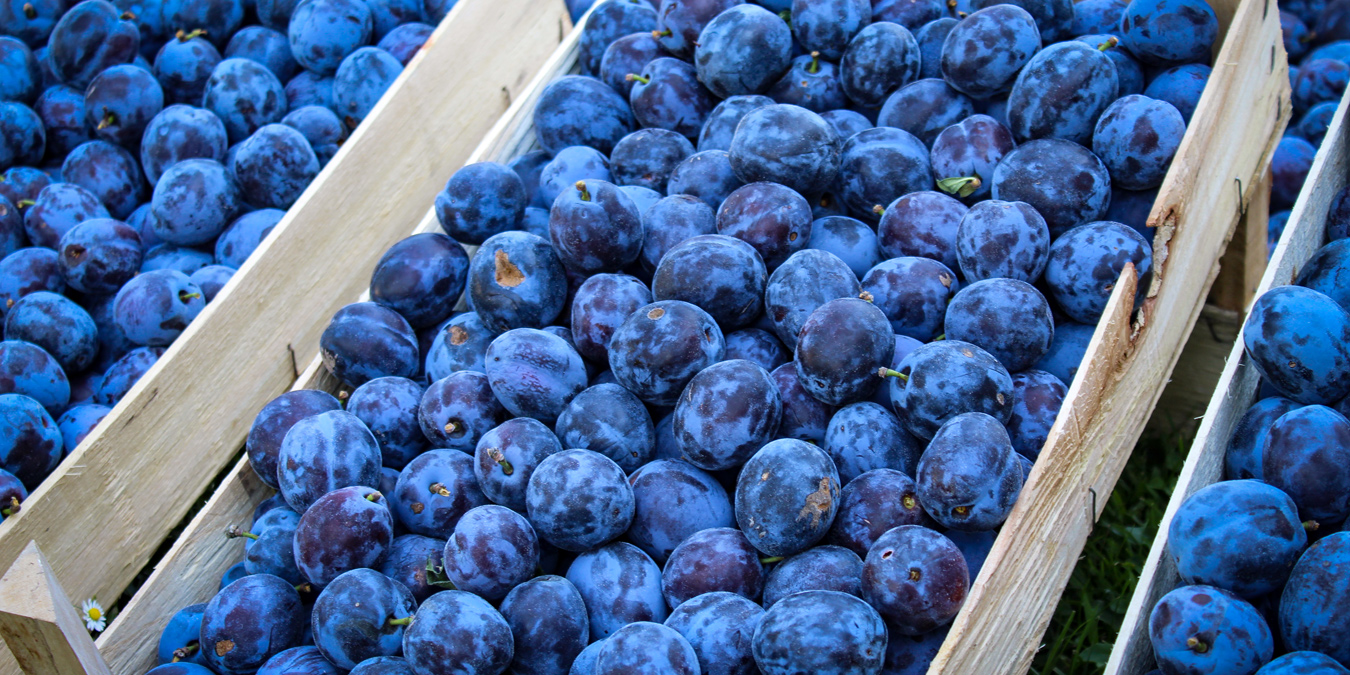 Moldova’s Fruit Basket Ready for the Global Market