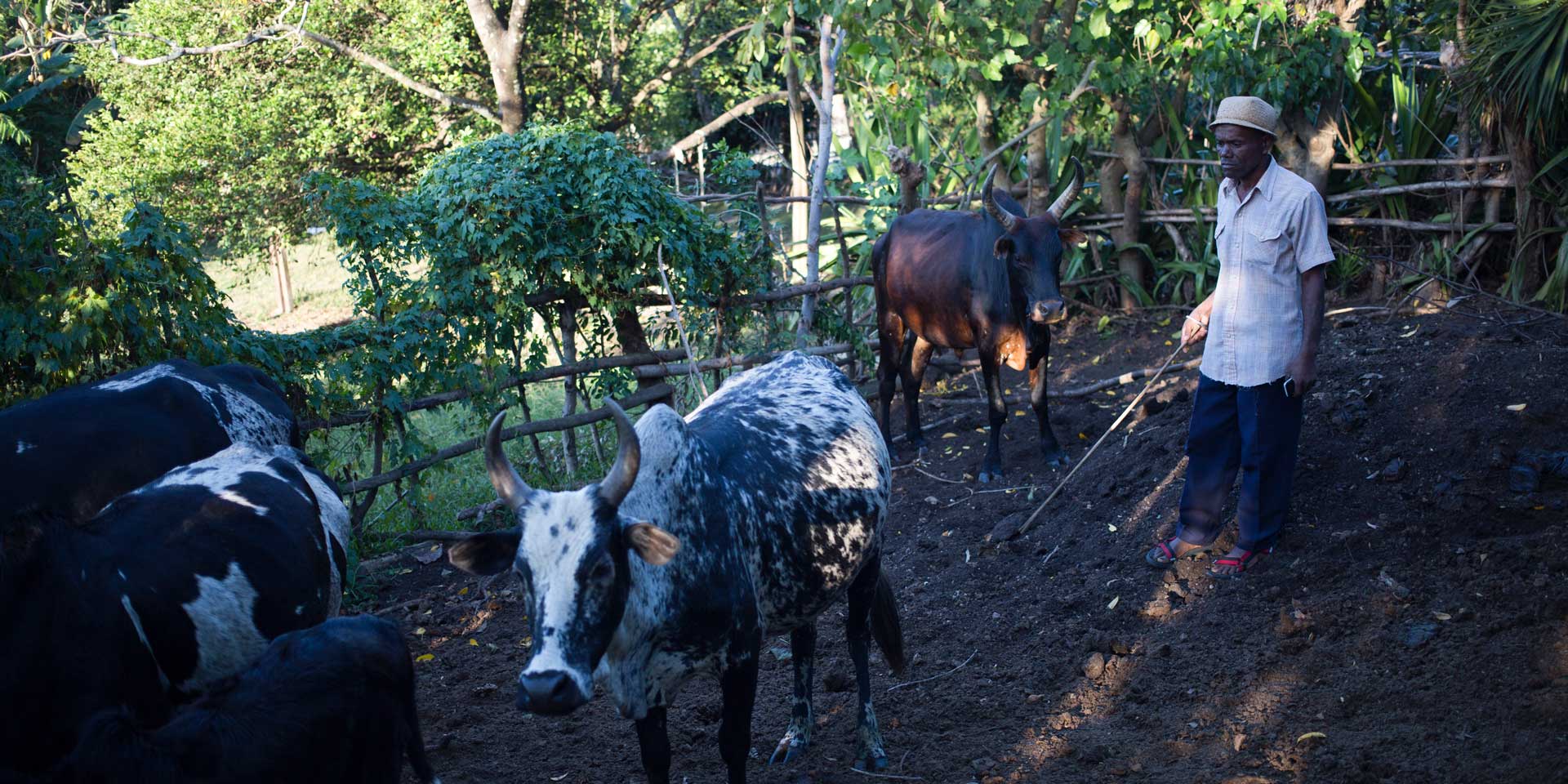 Madagascar Beefs Up Zebu Export Business