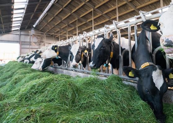 Sustainable Livestock